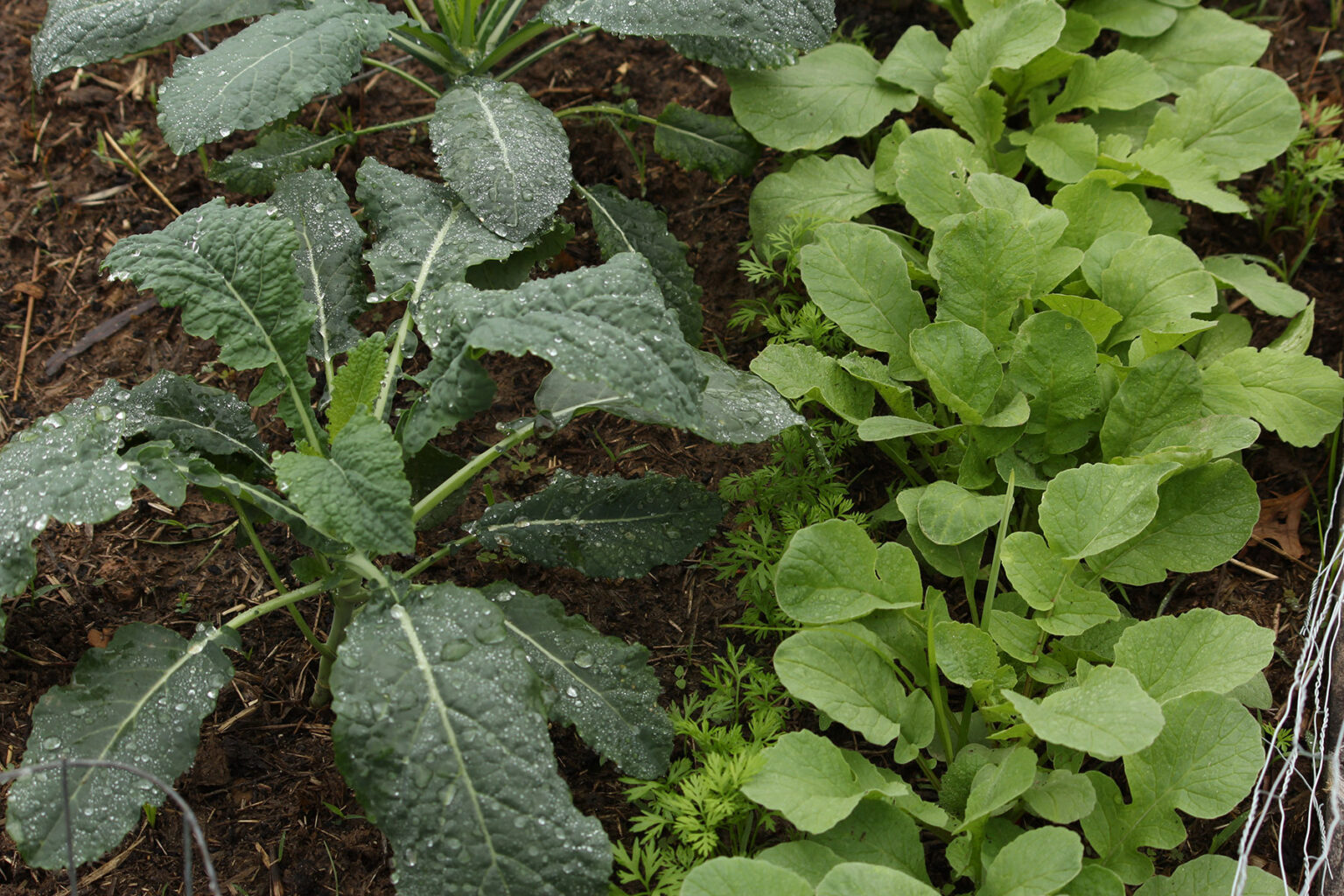 Cold Weather Vegetables: Winter Gardening Ideas - Countryside